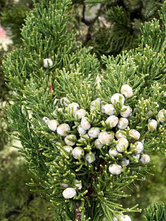 Juniperus chinensis 'Kaizuka' - Genévrier de Chine - Pot de 18 litres ...