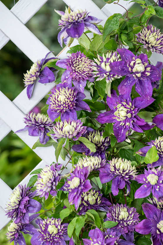 Clématite 'Taiga' - Clematis - Pot de 4 litres - Jardiland