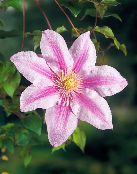 Clématite 'Patricia Ann Fretwell' - Clematis - Pot de 3 litres - Jardiland
