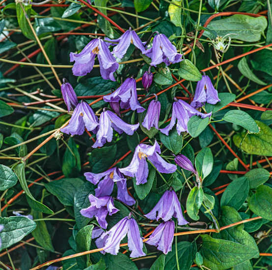 Clématite 'Diversifolia Blue Boy' - Clematis - Pot de 3 litres - Jardiland