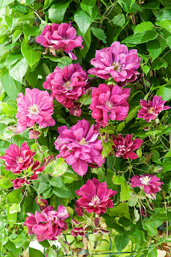 Clématite 'Red Star' - Clematis - Pot de 1,5 litres - Jardiland
