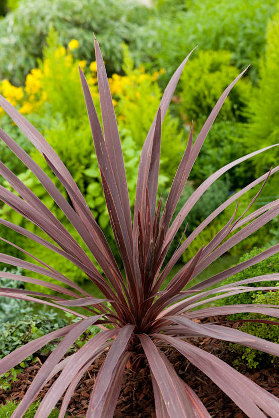 Cordyline australis 'Red Comet' - ECLOZ - Pot de 4 litres - Jardiland