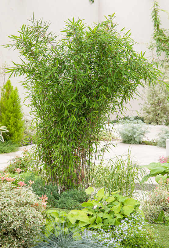 Fargesia nitida 'Black Pearl'- ECLOZ - Bambou non traçant - Pot de 12 ...