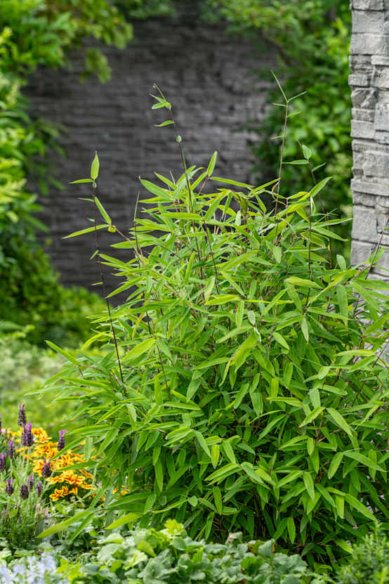 Fargesia nitida 'Gansu' - Bambou non traçant - Pot de 12 litres - Jardiland