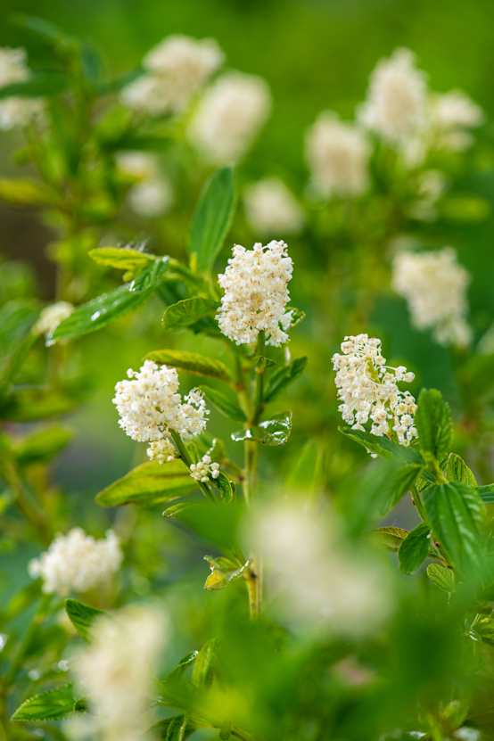 Choisya dewitteana 'Snow Flurries' - ECLOZ - Oranger du Mexique - Pot ...