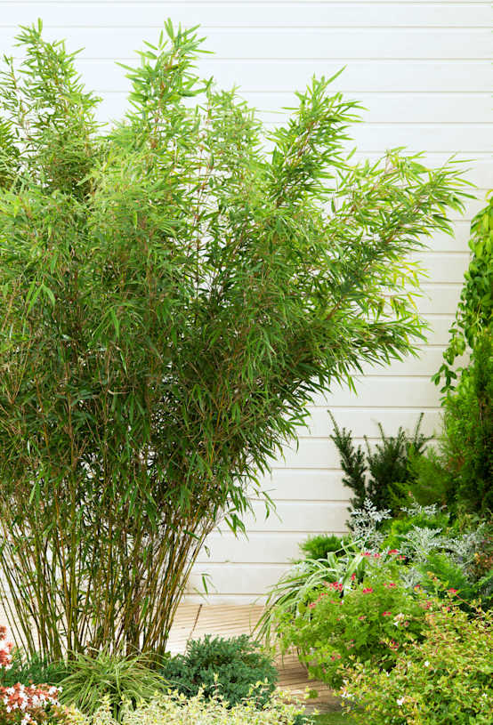 Fargesia robusta 'Pingwu' - ECLOZ - Bambou non traçant - Pot de 12 ...