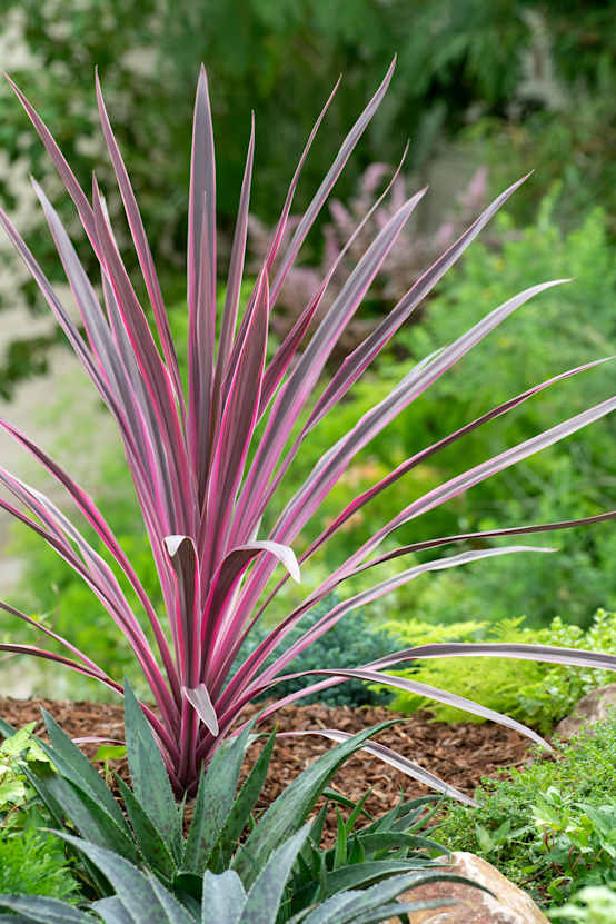 Cordyline australis 'Pink Passion' - ECLOZ - Pot de 4 litres - Jardiland
