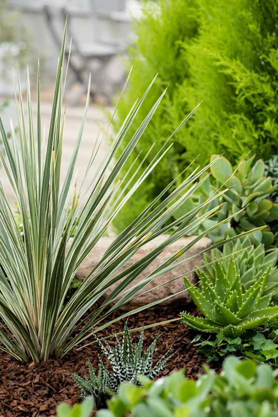 Cordyline australis 'Pink Champagne' - ECLOZ - Pot de 3 litres - Jardiland