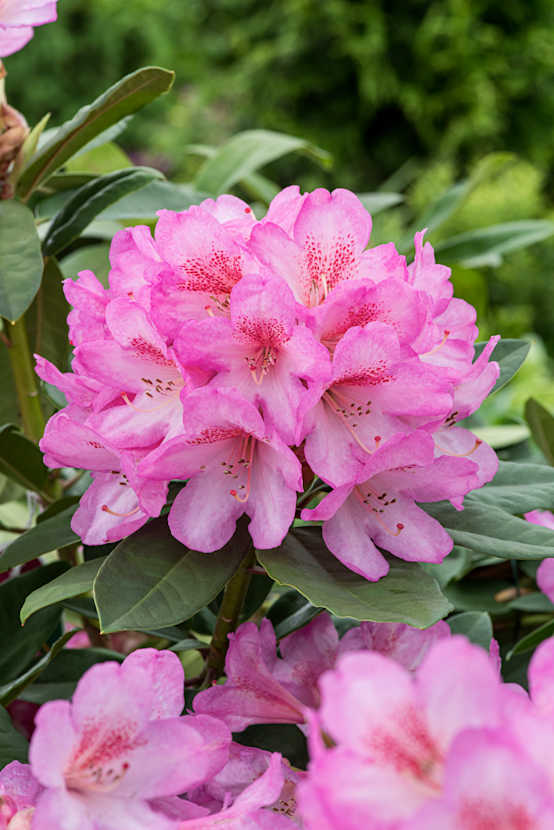 eucharitis rhododendron