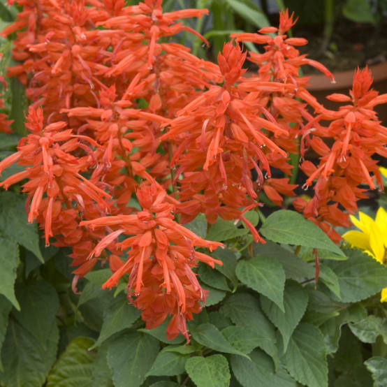 Sauge splendens rouge - Salvia splendens - Pot 10.5Cm - Jardiland
