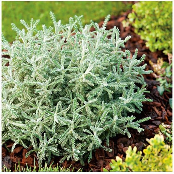 Santoline - Pot 2L - Jardiland