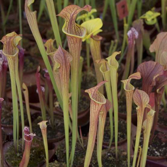 Sarracenia 'Tygo' - Plante carnivore - Pot 2L - Jardiland