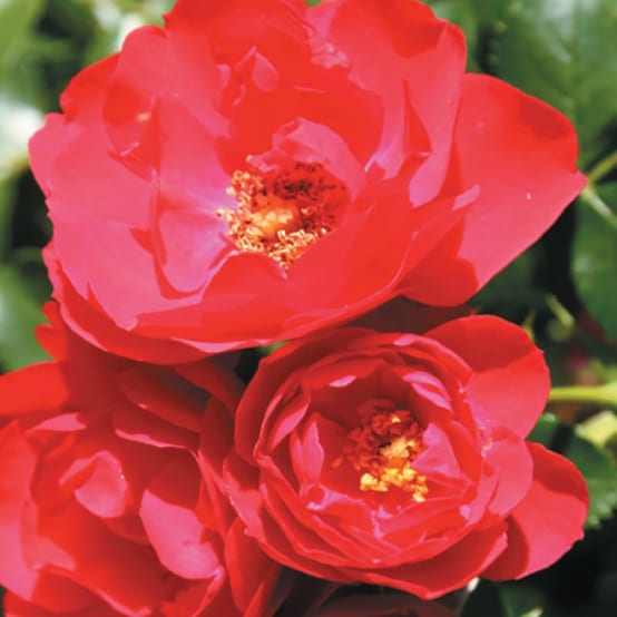 Rosier Décorosier® KADORA® - Pot de 2 litres - Jardiland