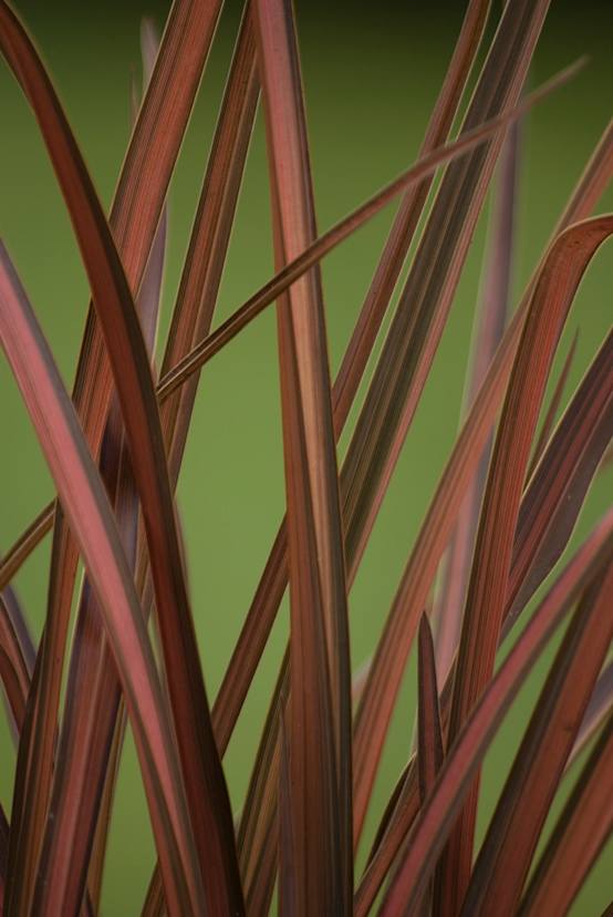 Phormium 'Pink Panther' - ECLOZ - Lin de Nouvelle-Zélande - Pot de 10 ...