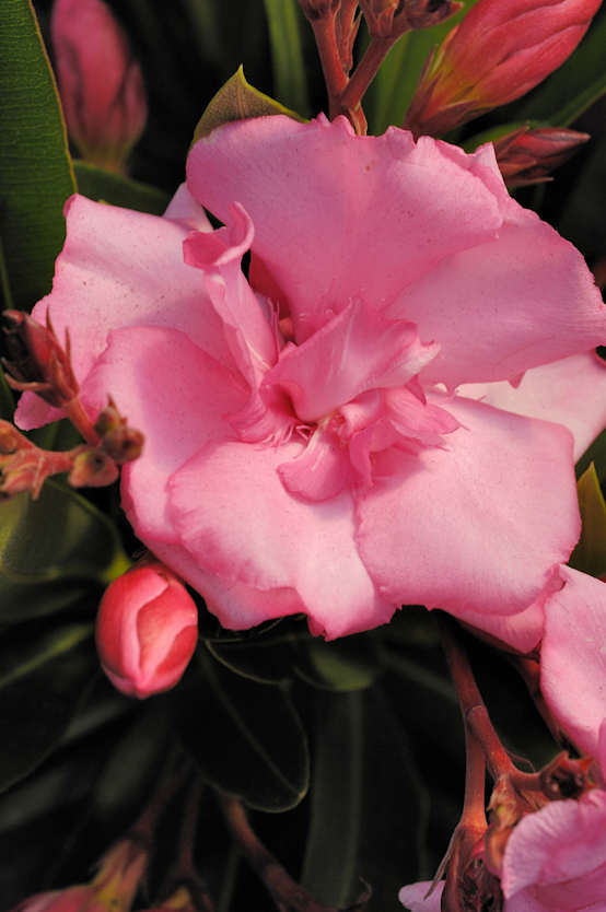 Nerium oleander à fleurs doubles assorti - Laurier rose - Pot de 7 ...