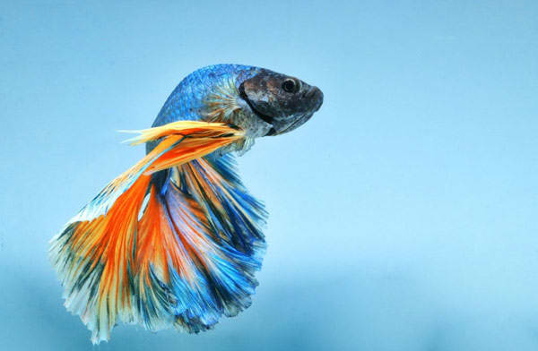 Poissons d'aquarium - Jardiland