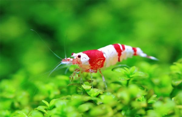 Poissons d'aquarium - Jardiland