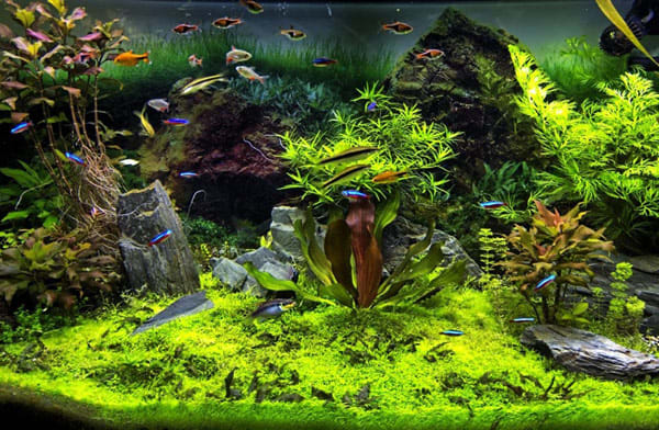 Poissons d'aquarium - Jardiland