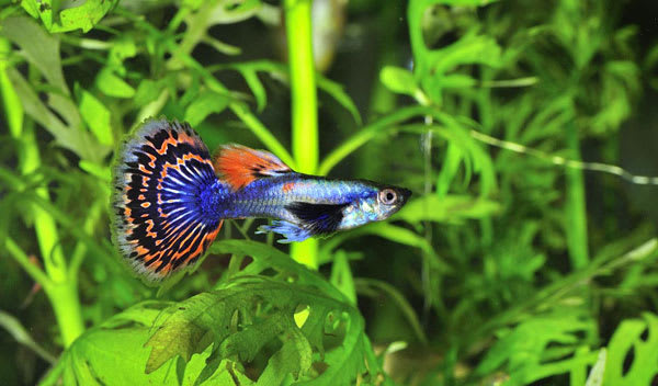 Aquarium & décoration - Jardiland